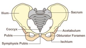Understanding Pelvic Floor Dysfunction and IBS | The FODMAP Formula
