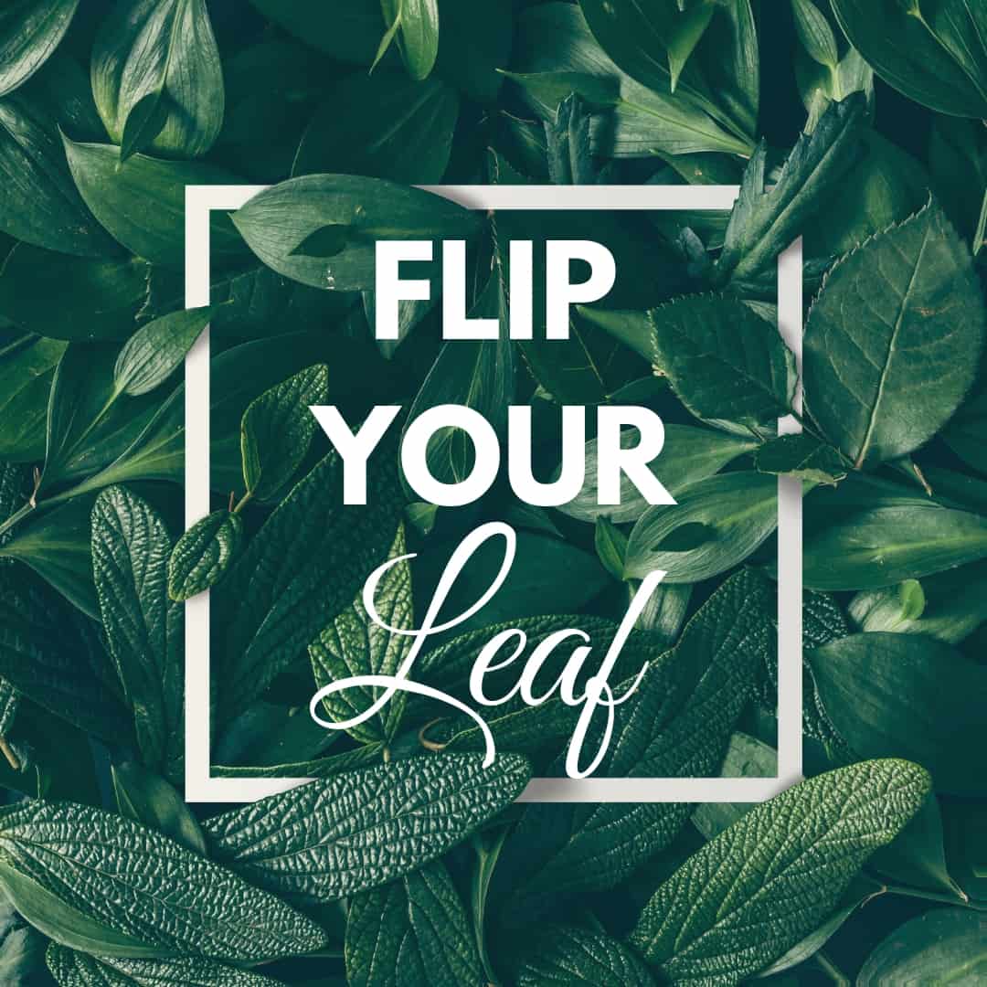 Congratulation on flipping your leaf! - The FODMAP Formula